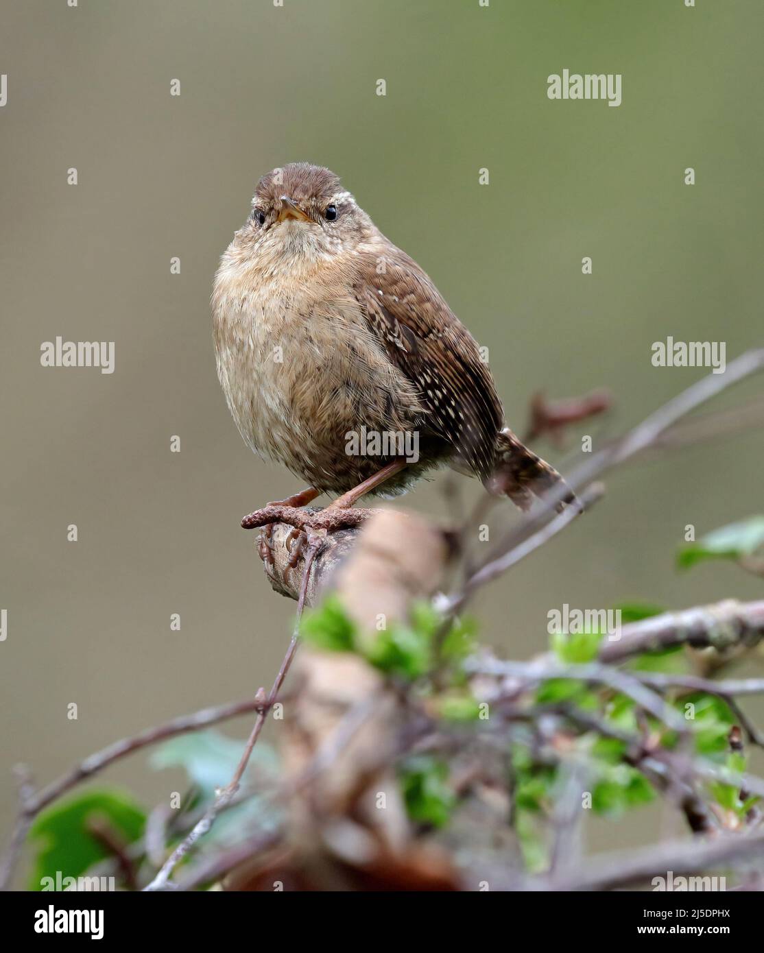 Wren (Troglodytes Troglodytes Stock Photo - Alamy