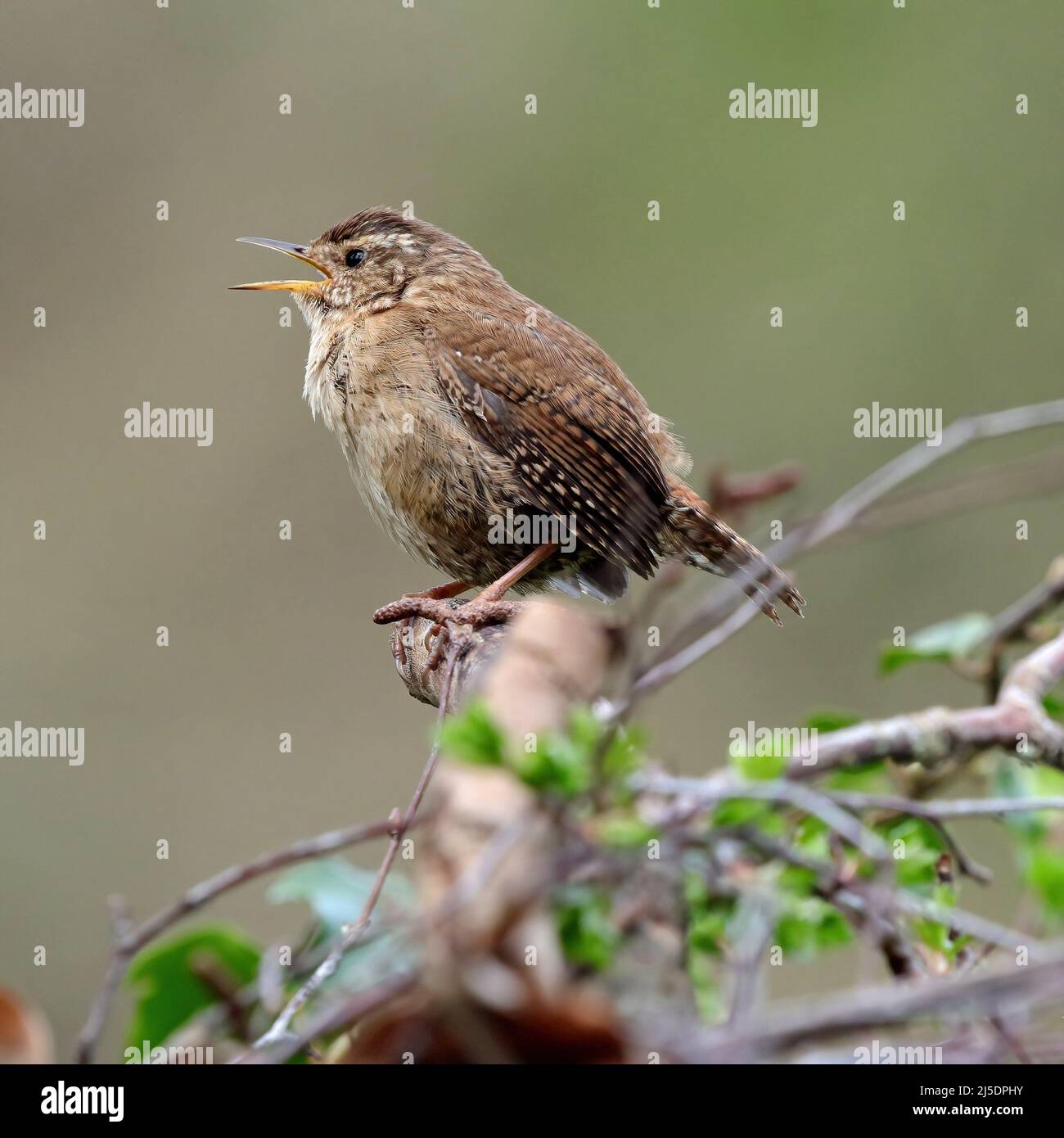 Wren (Troglodytes Troglodytes Stock Photo - Alamy