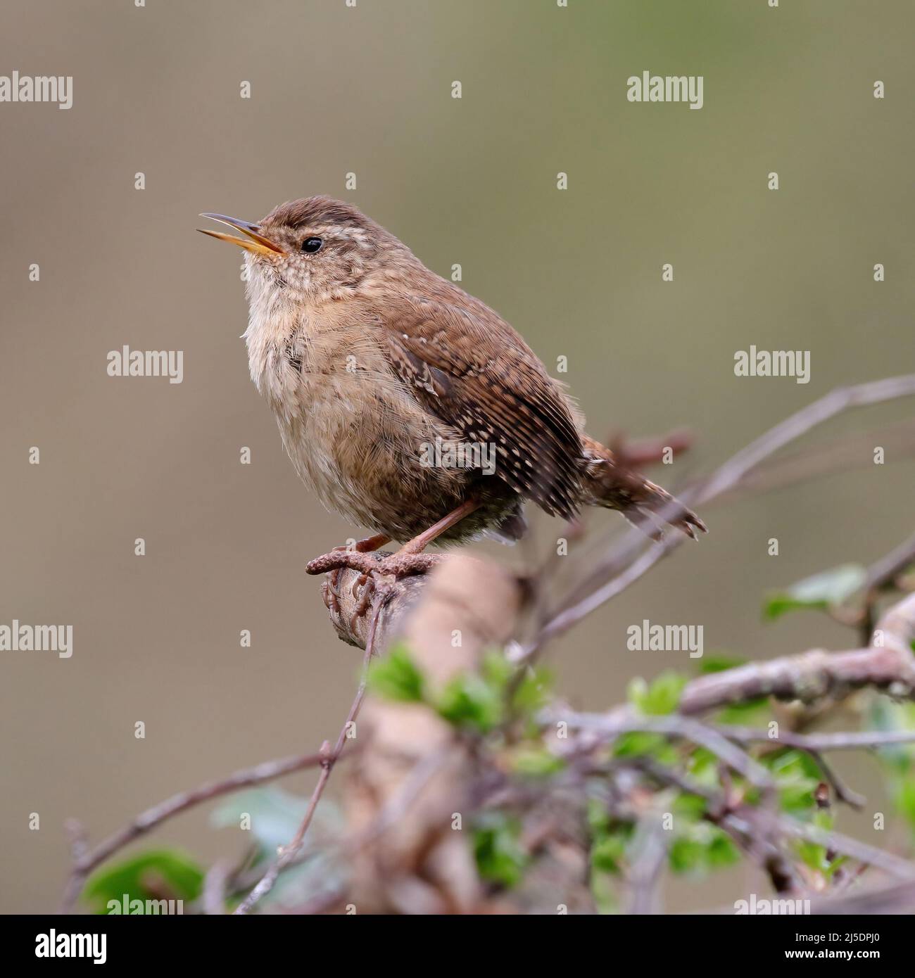 Wren (Troglodytes Troglodytes Stock Photo - Alamy