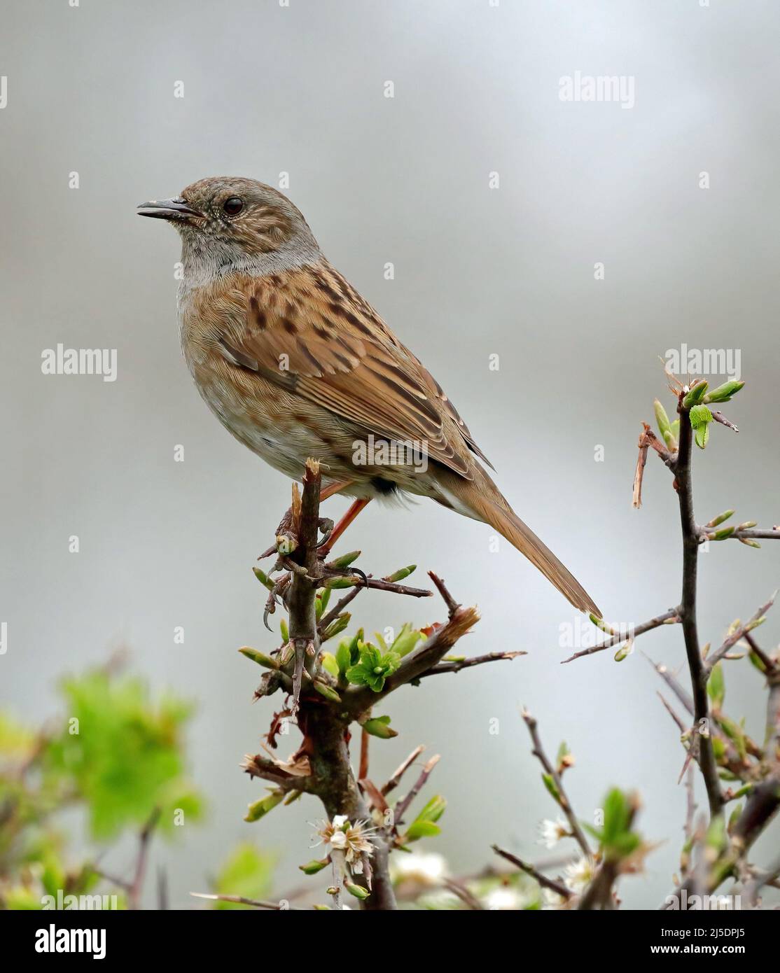 Dunnock (Prunella Modularis Stock Photo - Alamy