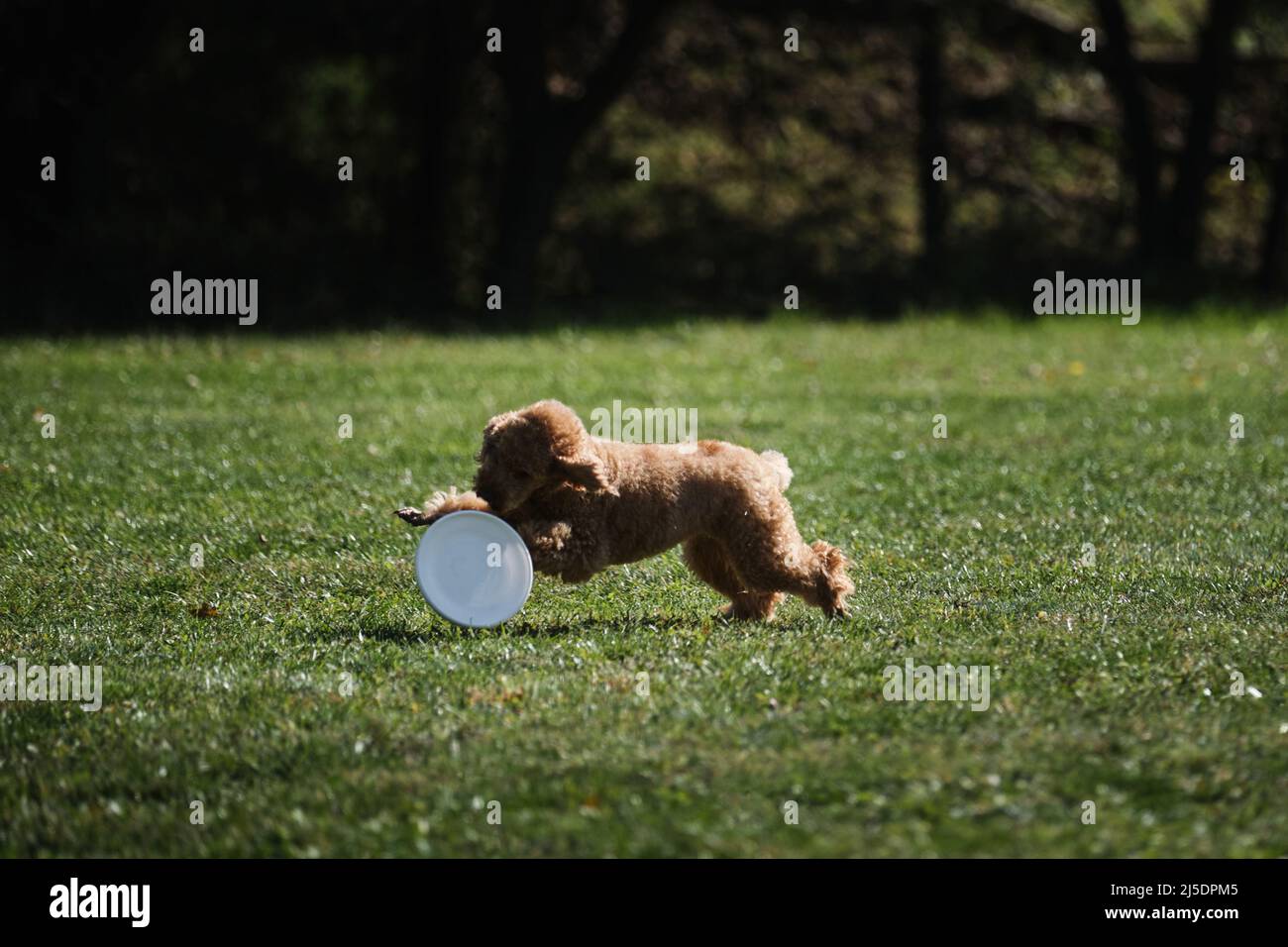 Dog frisbee. Red curly haired toy poodle is having fun playing on field ...