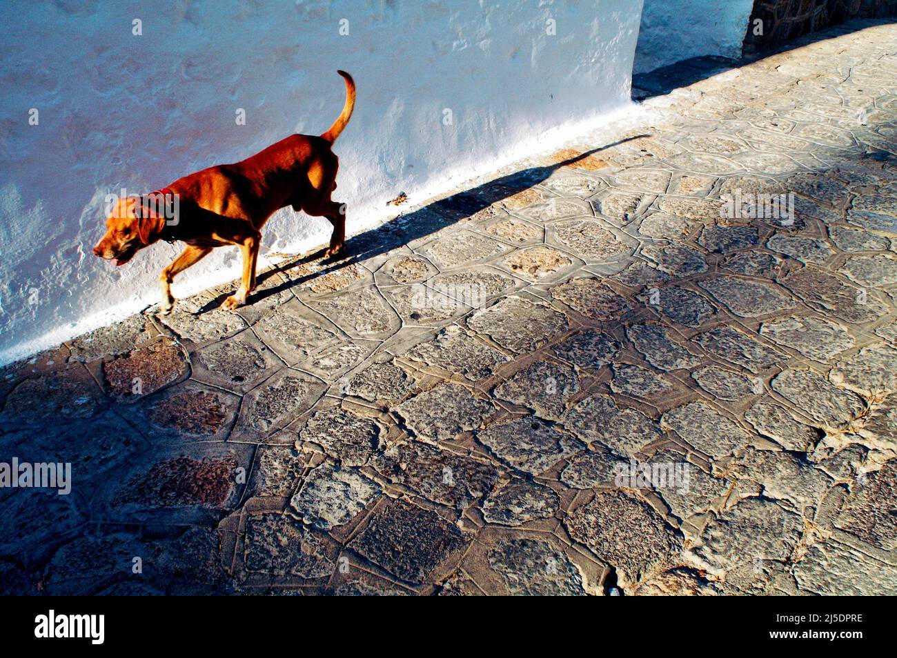 Greece, Patmos island, a dog in the streets of Hora town Stock Photo ...