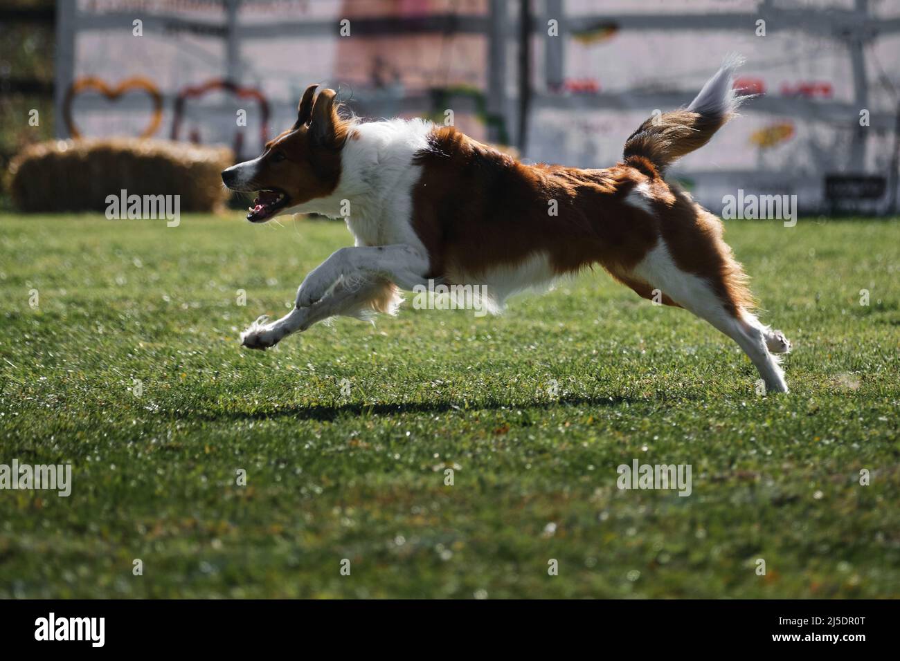 Red Sable Border Collie