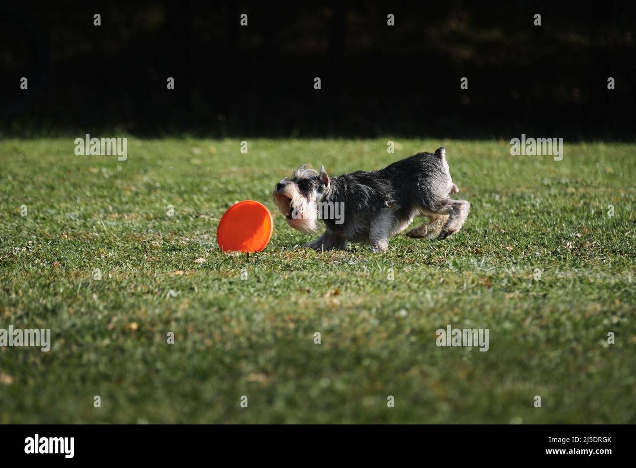 Dog frisbee. Gray miniature Schnauzer runs quickly through green grass ...