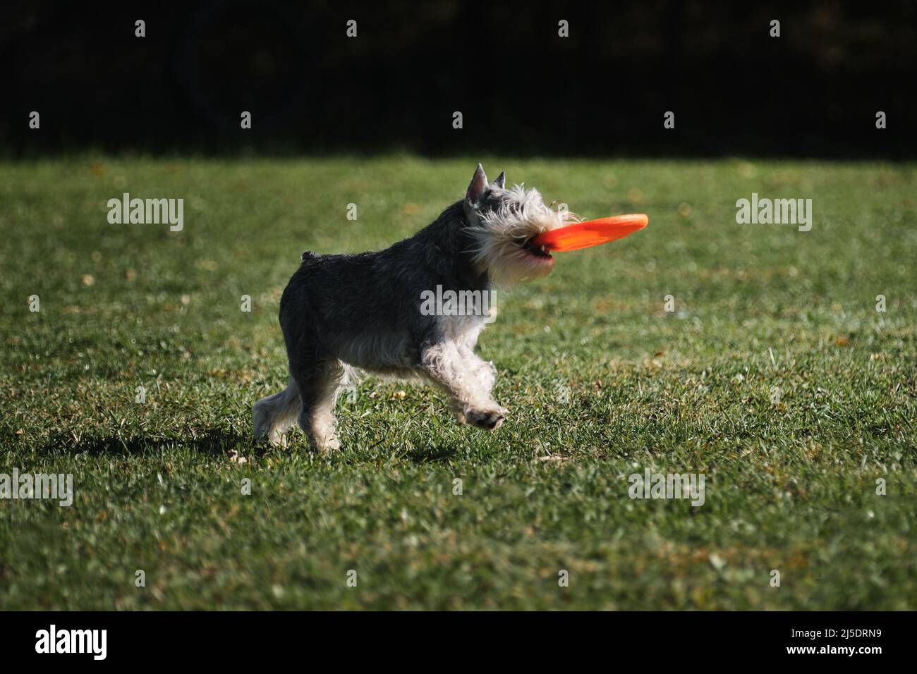 Dog frisbee. Gray miniature Schnauzer runs quickly through the green ...