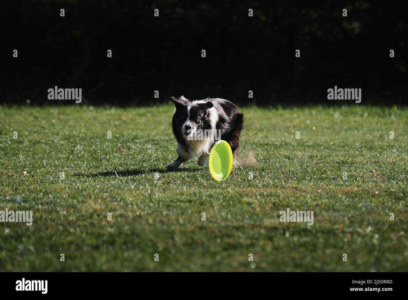 Dog frisbee. Border Collie black and white is running fast on green ...