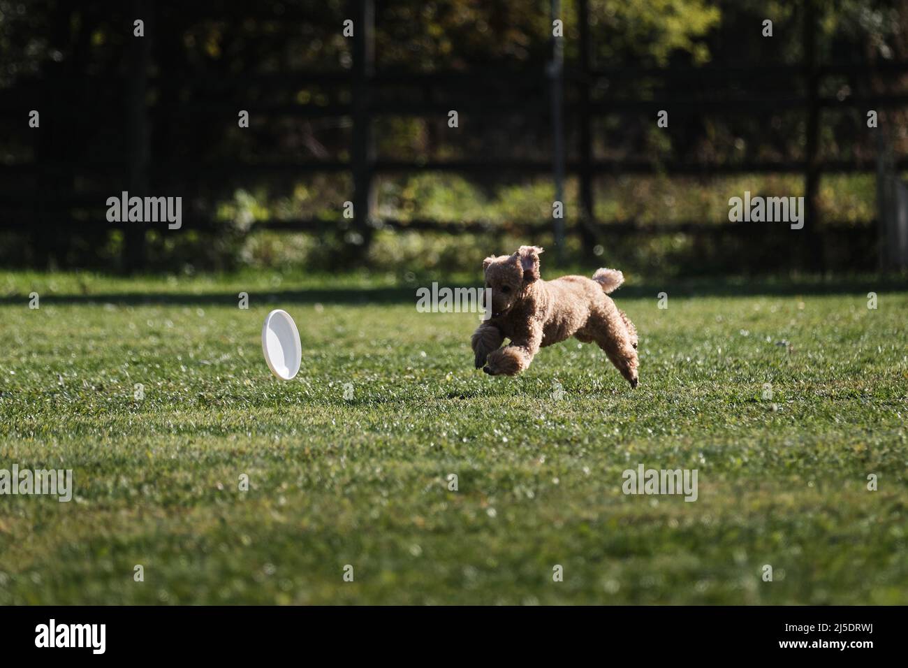 Curly haired poodle hi-res stock photography and images - Alamy