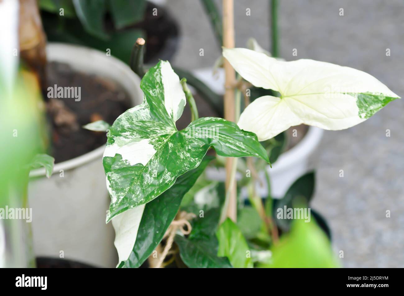 Syngonium podophyllum, Arrowhead Vine or Goosefoot Plant or Araceae ...