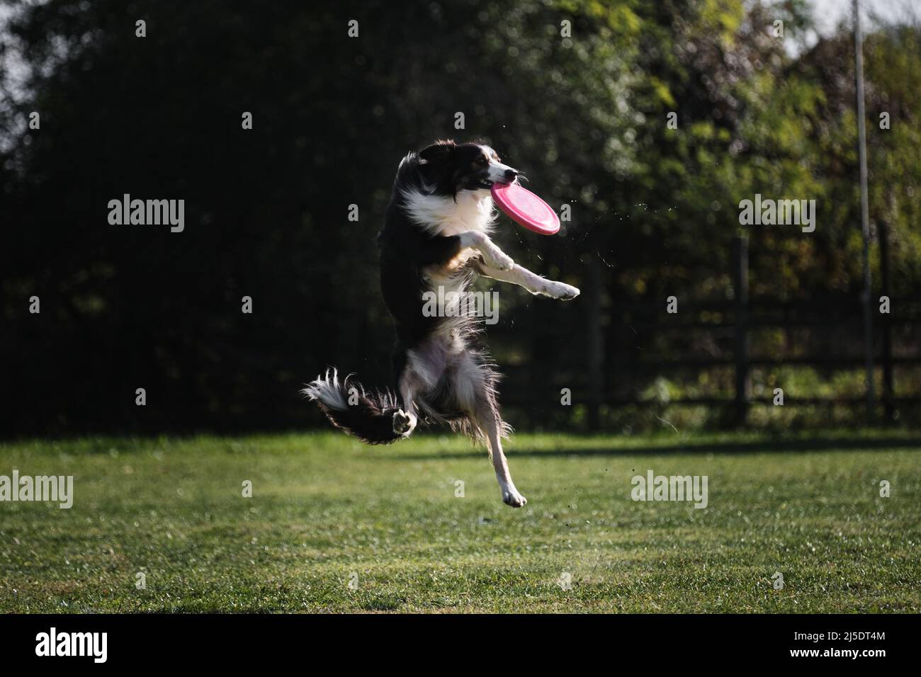 Dog frisbee. Border collie black tricolor jumps and catches a flying ...