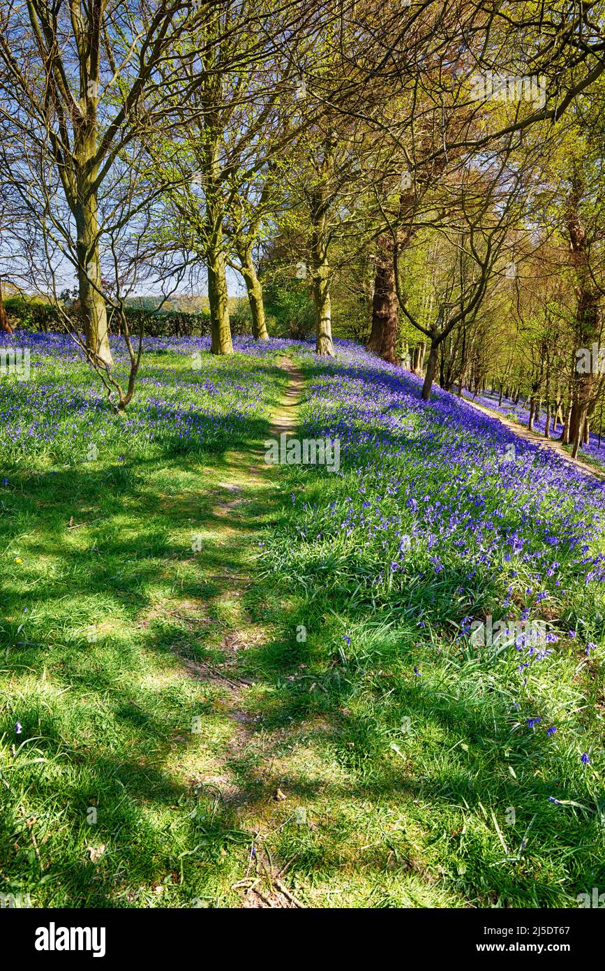 Bluebell woods kent hi-res stock photography and images - Alamy