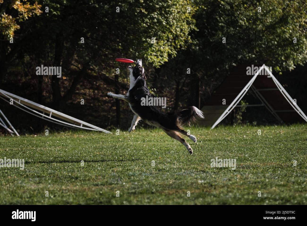 Dog frisbee. Border collie black tricolor jumps and catches a flying ...