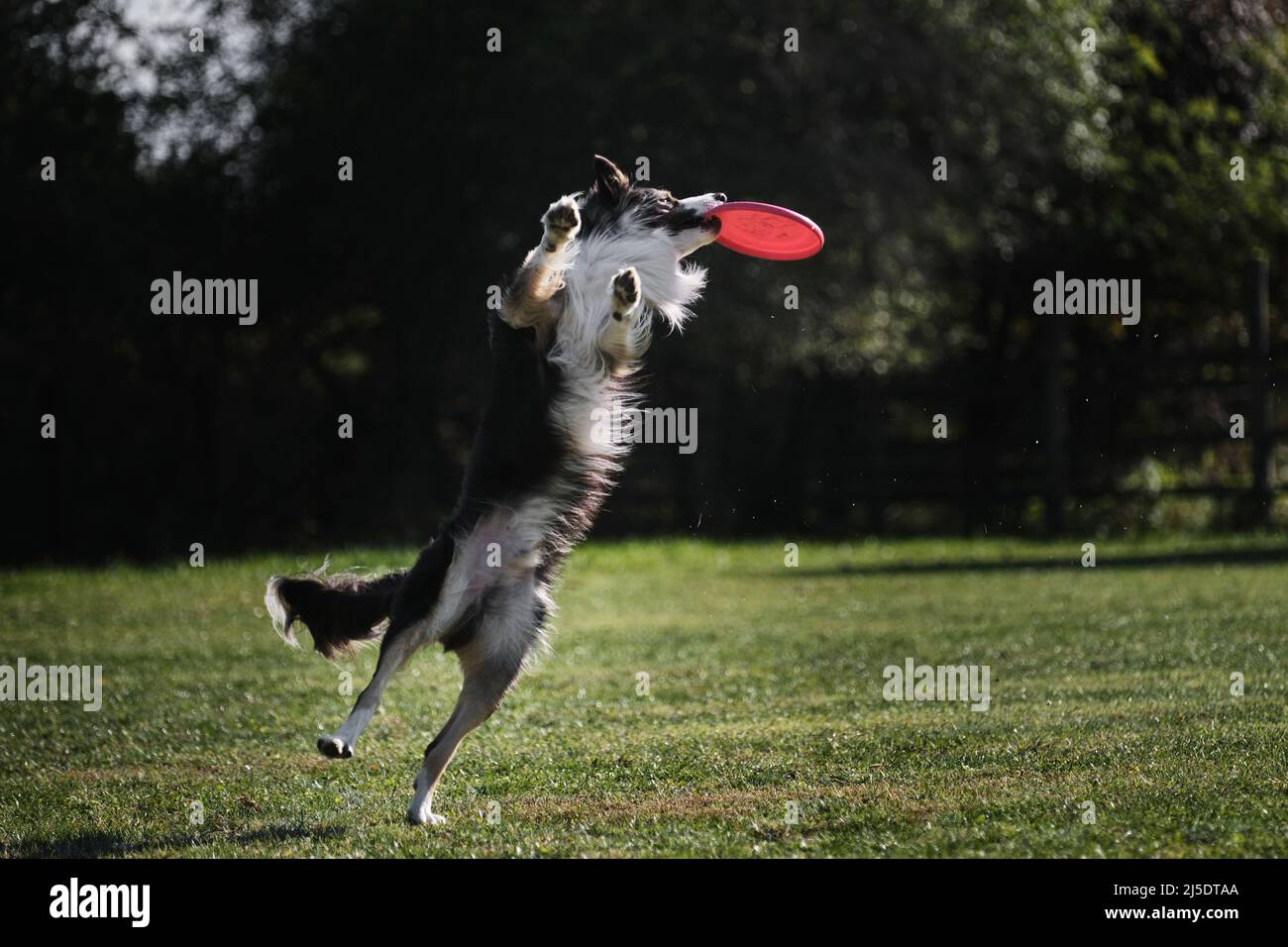 Dog frisbee. Border collie black tricolor jumps and catches a flying ...