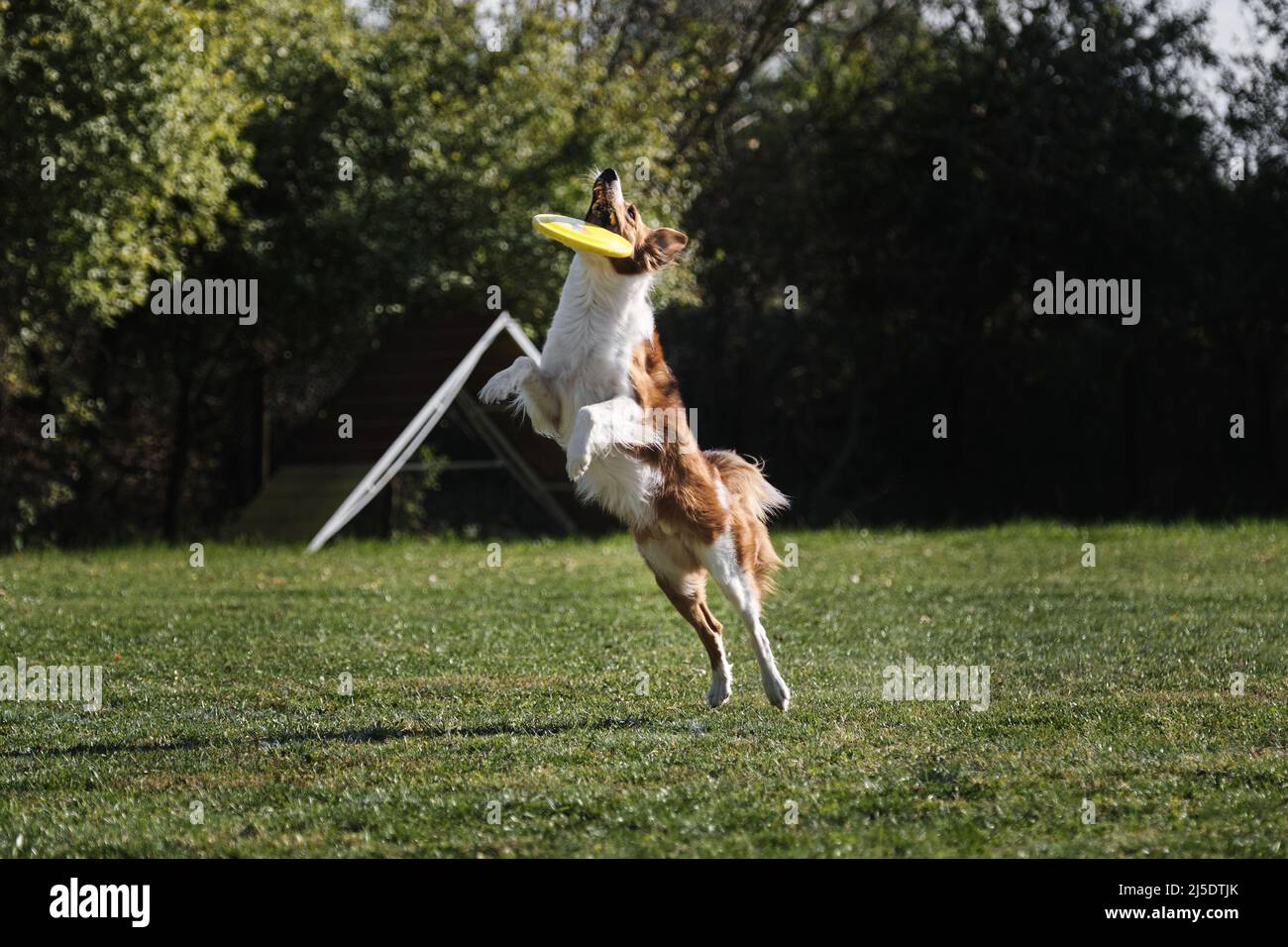 Dog frisbee. A border collie of red sable color jumps and catches a ...