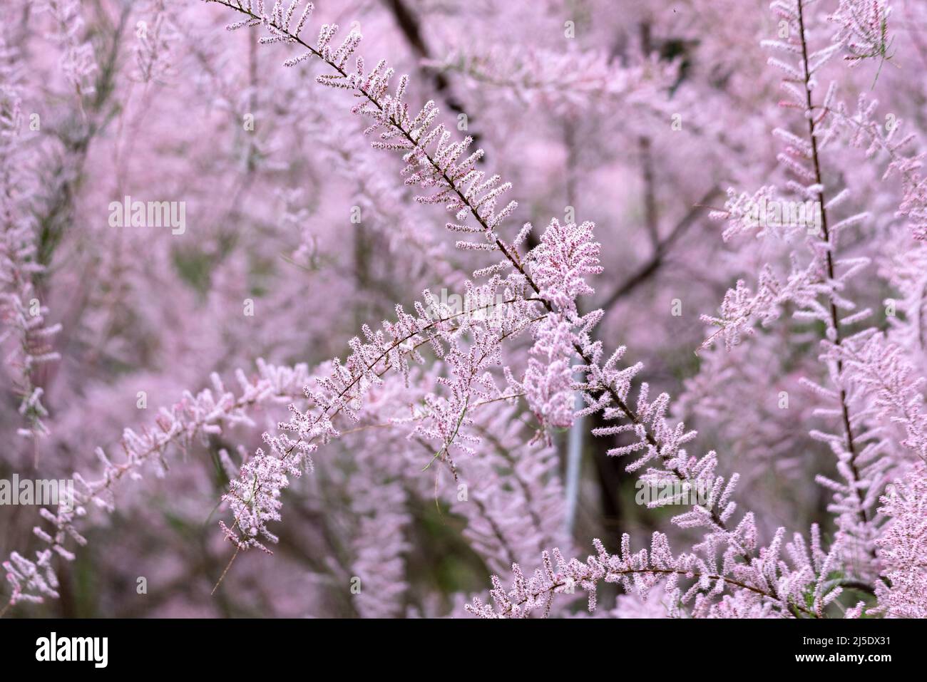 Tamarisk five-pin rubra. Paniculate inflorescence consisting of many ...
