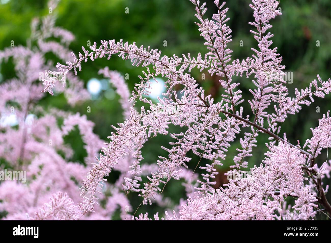 Tamarisk five-pin rubra. Paniculate inflorescence consisting of many ...