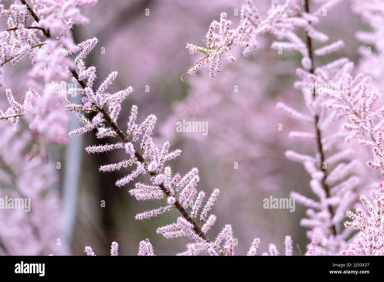 Tamarisk five-pin rubra. Paniculate inflorescence consisting of many ...