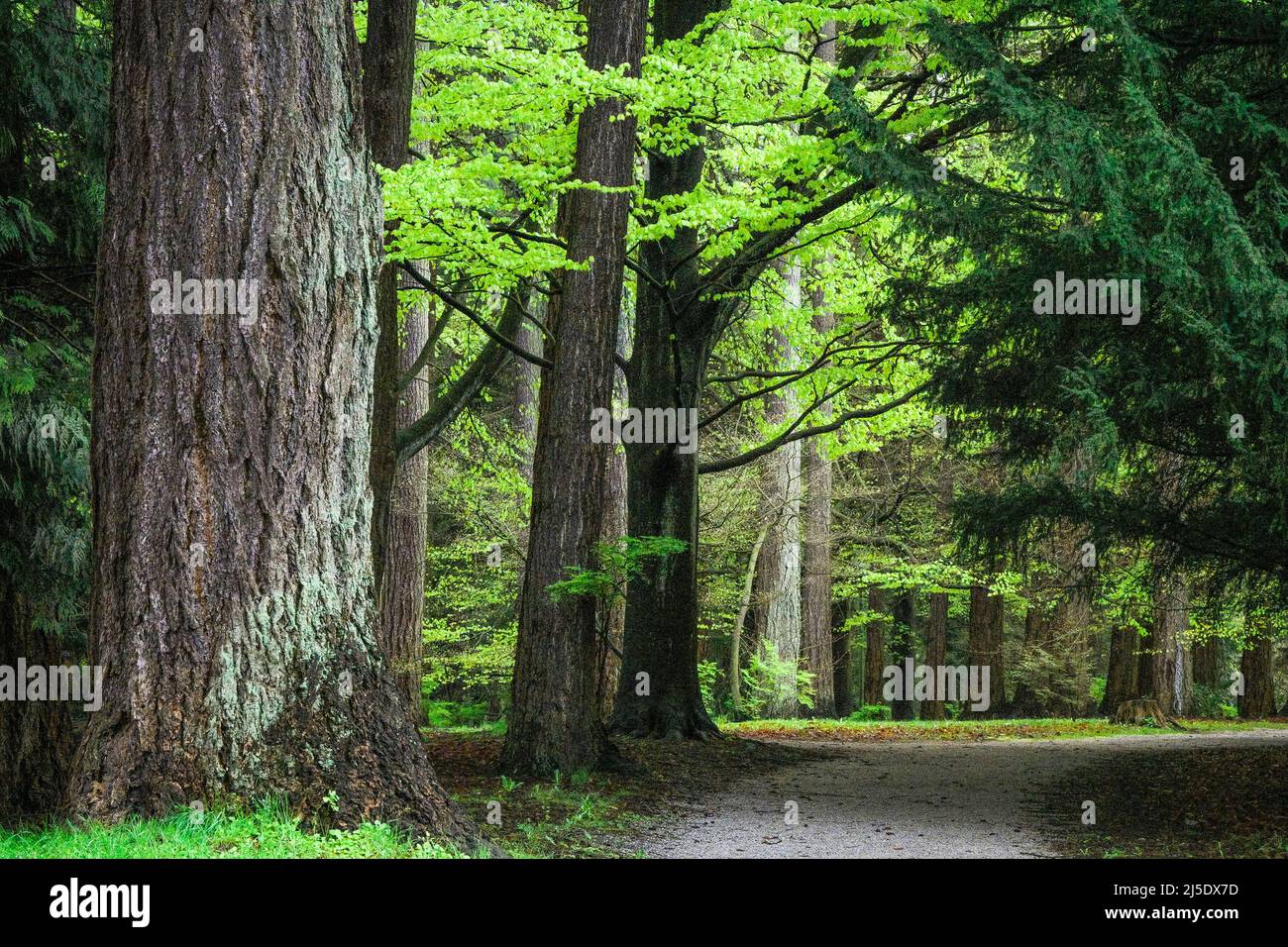 Forest path, Stanley Park, Vancouver, British Columbia, Canada Stock ...