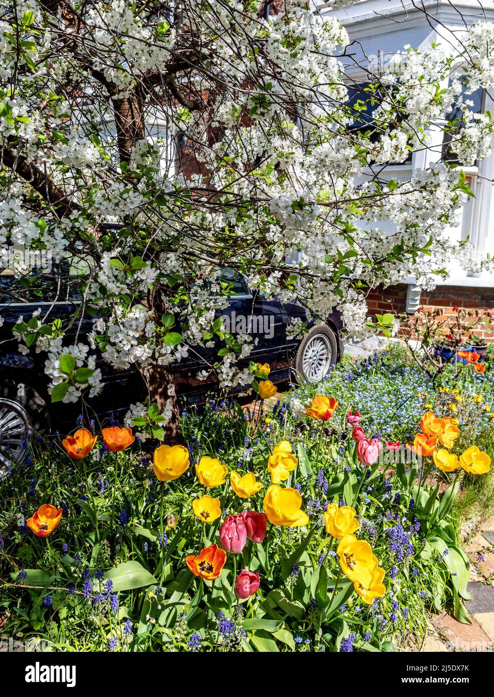 Spring Flowers in A London Garden UK Stock Photo - Alamy