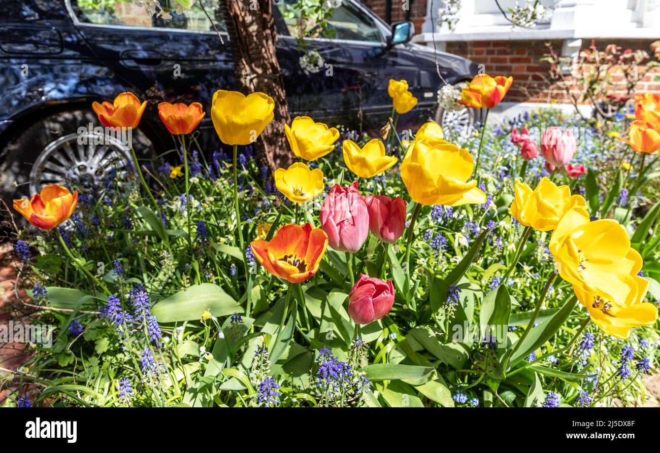 Tulips london garden hi-res stock photography and images - Alamy