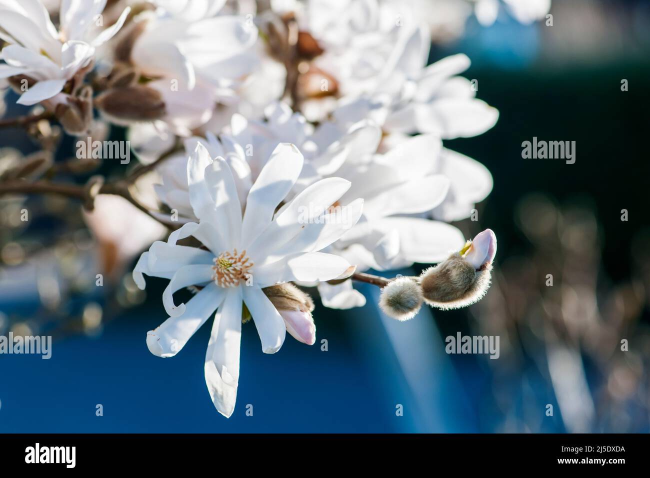 Close-up view of a white star magnolia flower (lat: Magnolia stellata ...