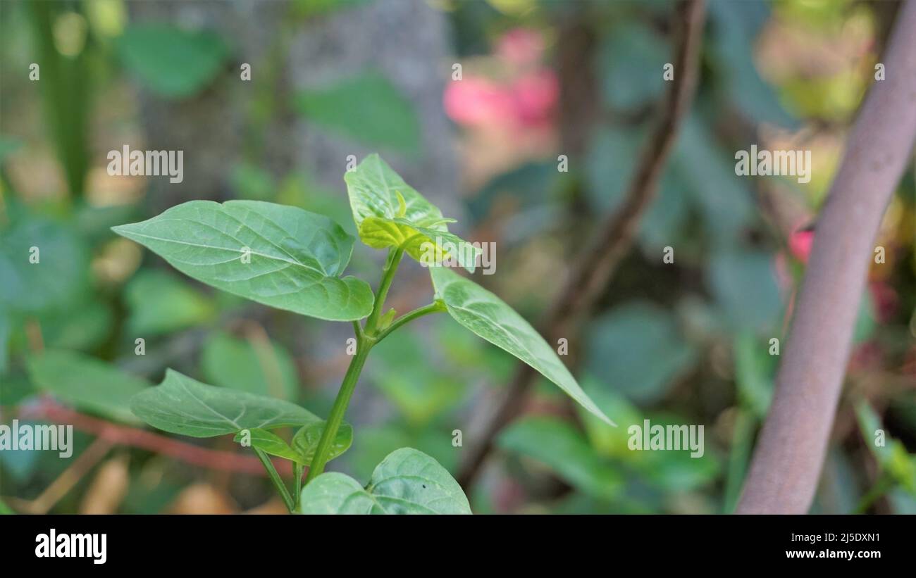 Green leaves of Asystasia gangetica also known as Chinese violet ...