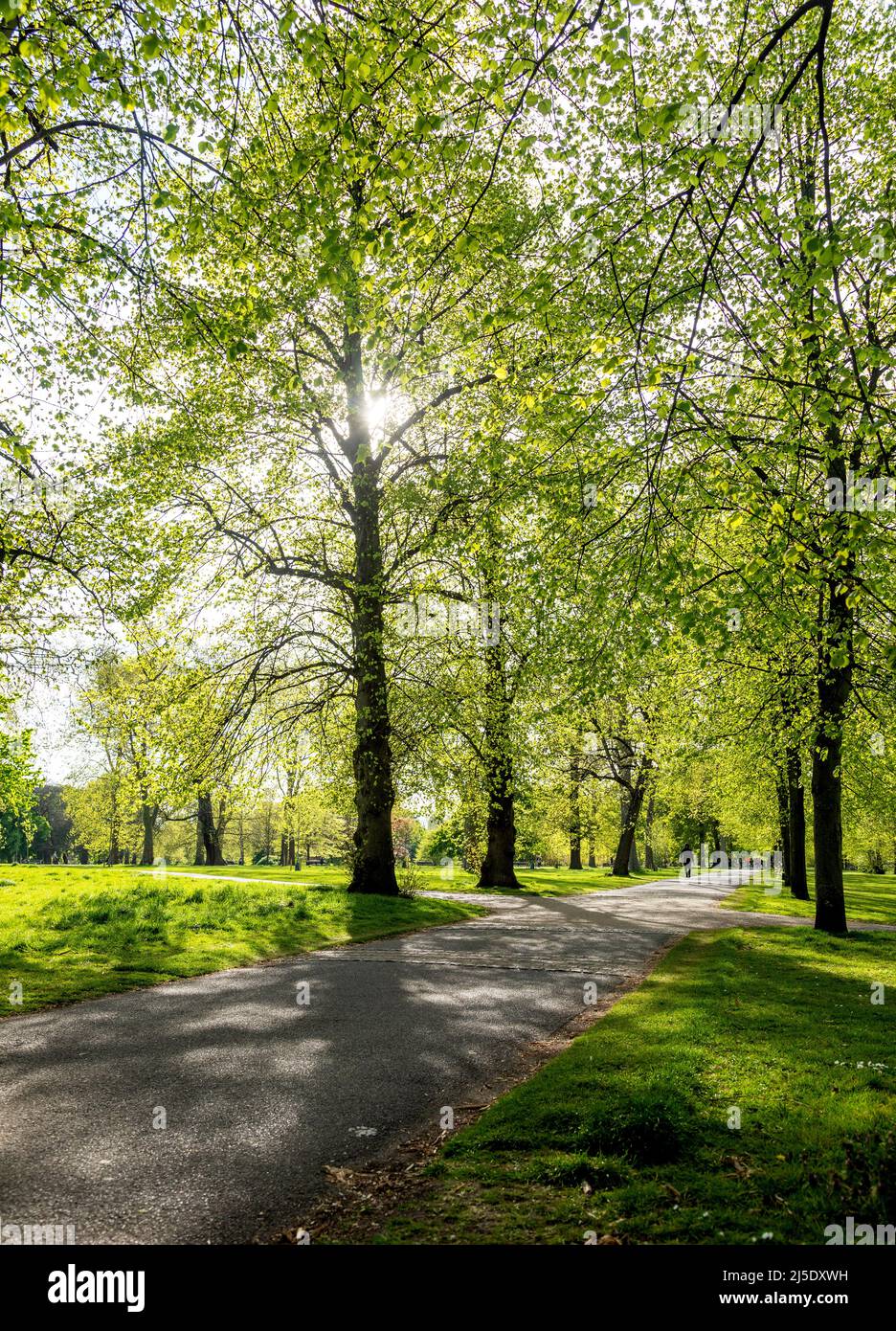 Trees in Spring in Hyde Park London UK Stock Photo - Alamy