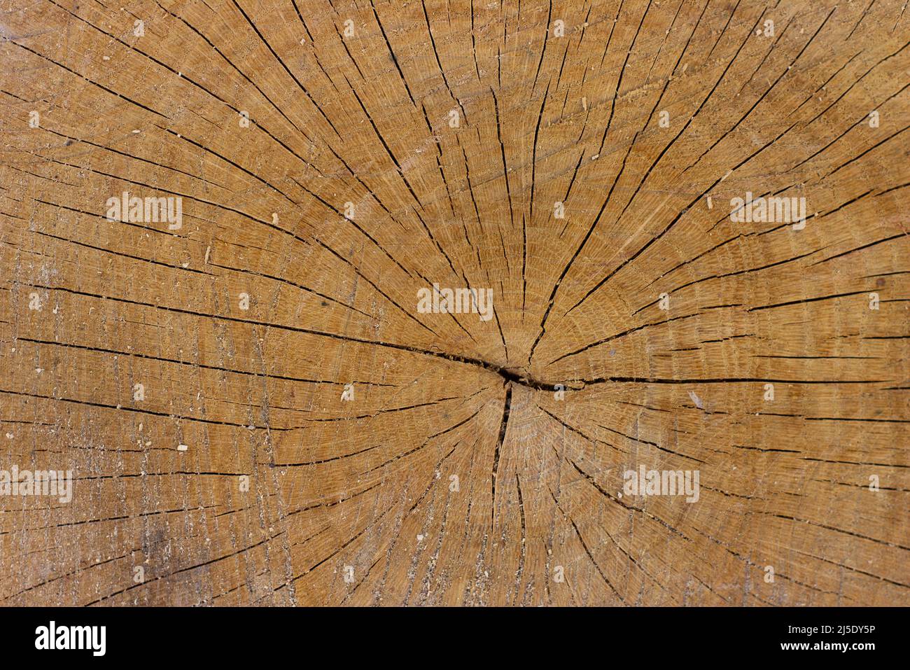 Closeup macro view of end cut wood tree section with cracks and annual ...
