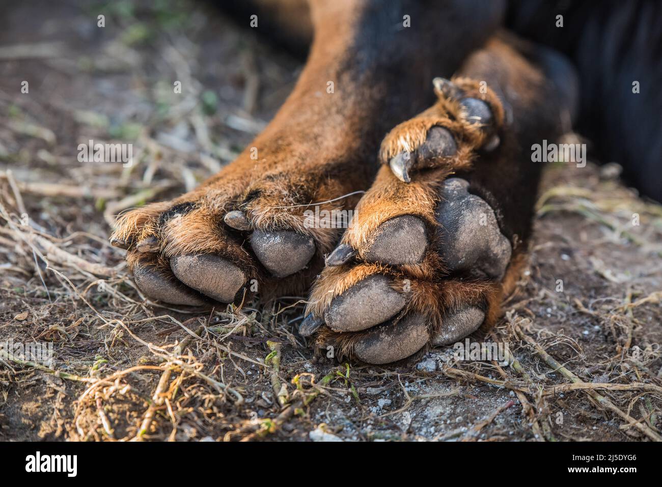 Big Beauceron dog paws close up background Stock Photo - Alamy