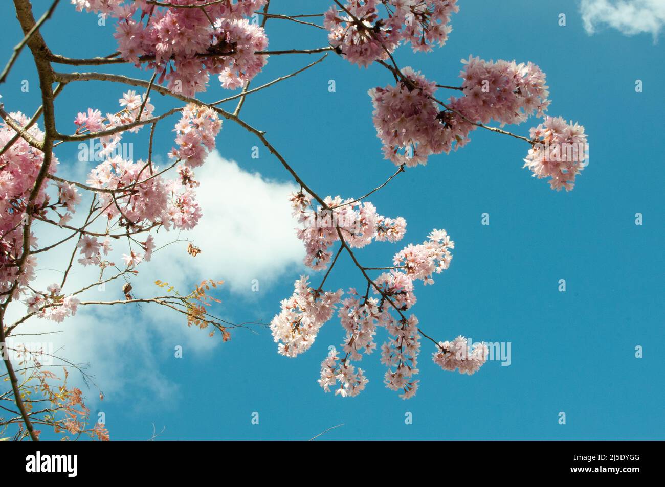 pink cherry blossom in the spring Stock Photo - Alamy