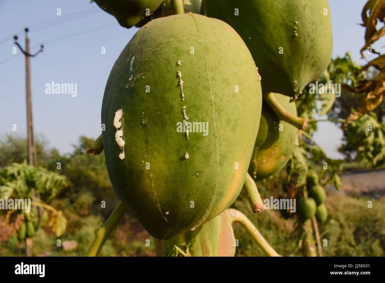 Unripe papaya hi-res stock photography and images - Alamy