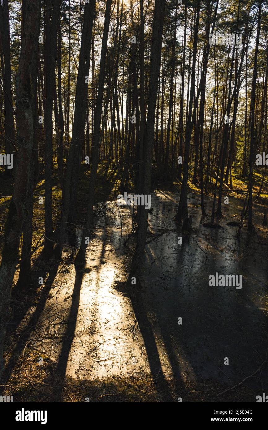 Landscape of a forest in sunset sun with a frozen pond in the middle ...