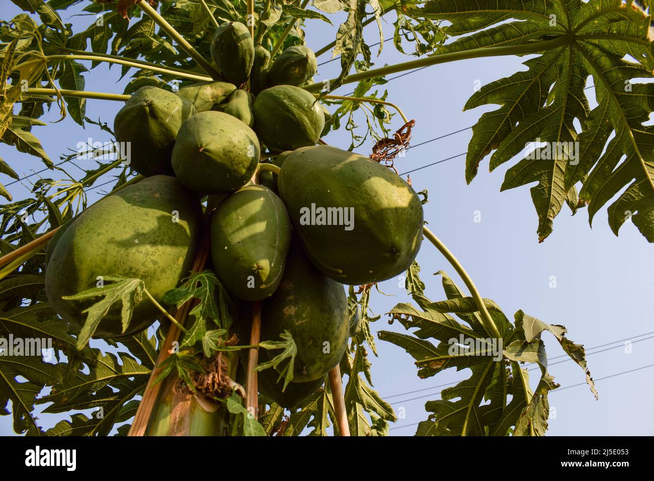 Pawpaw plant hi-res stock photography and images - Alamy