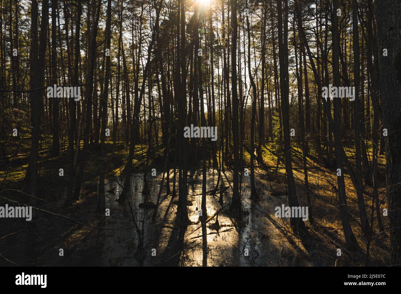 Landscape of a forest in sunset sun with a frozen pond in the middle ...