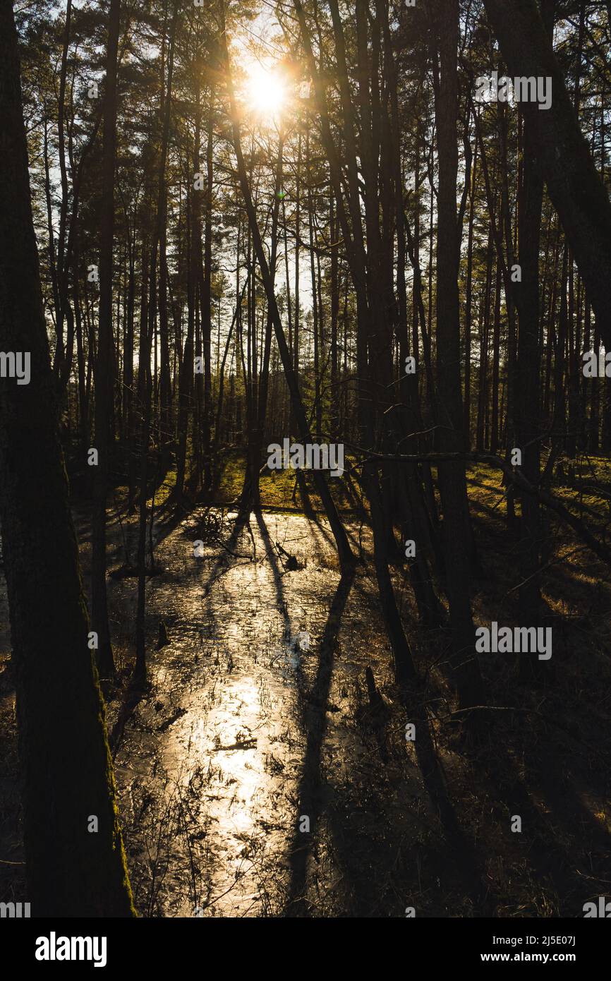 Landscape of a forest in sunset sun with a frozen pond in the middle ...