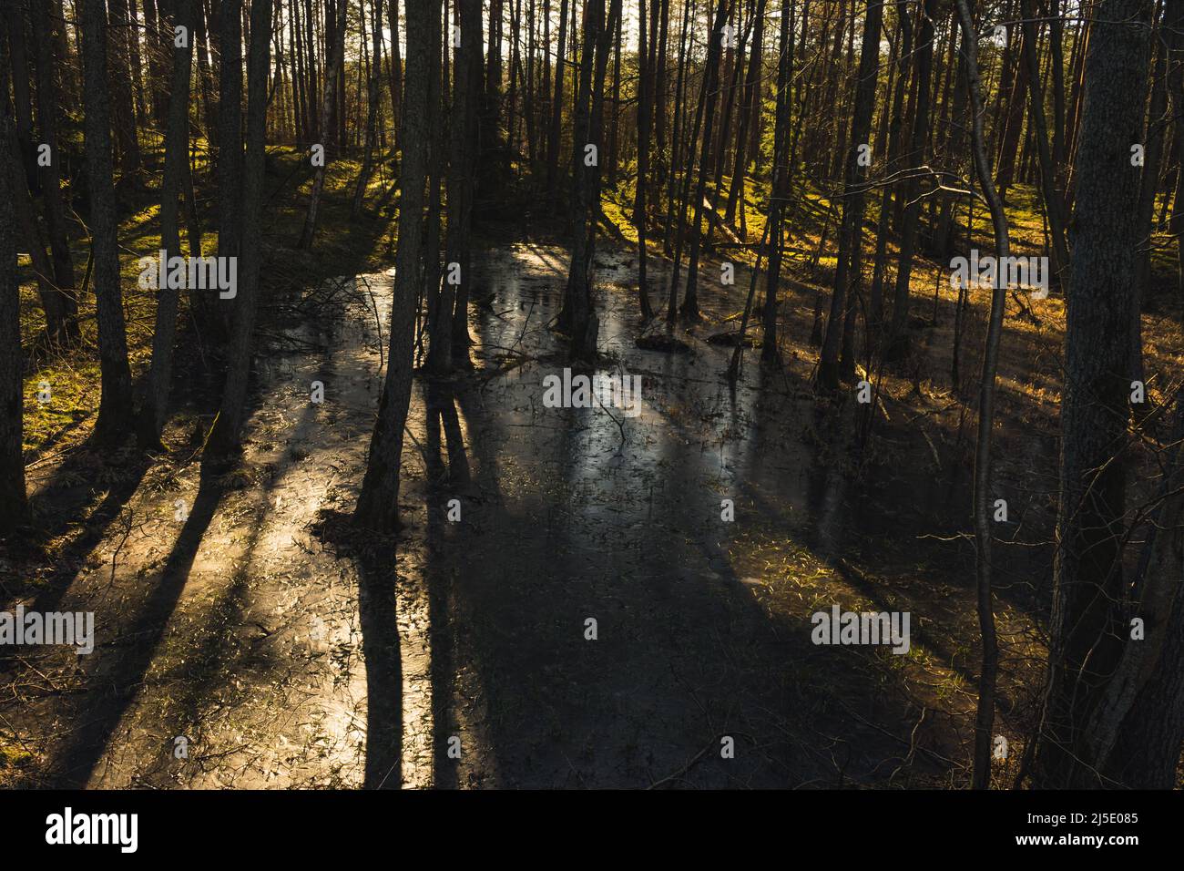 Landscape of a forest in sunset sun with a frozen pond in the middle ...