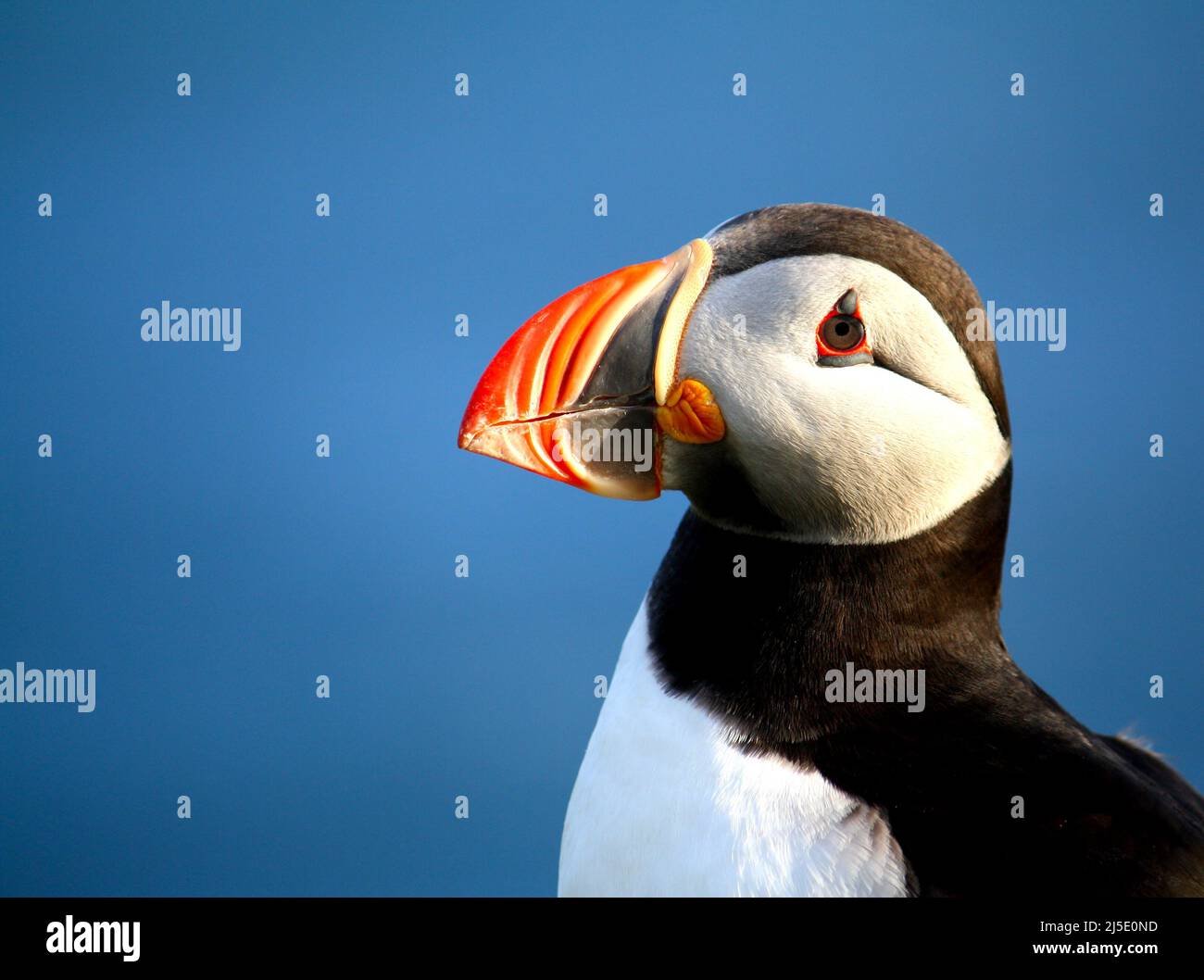 Portrait of an Atlantic puffin (Fratercula arctica) against the blue ...