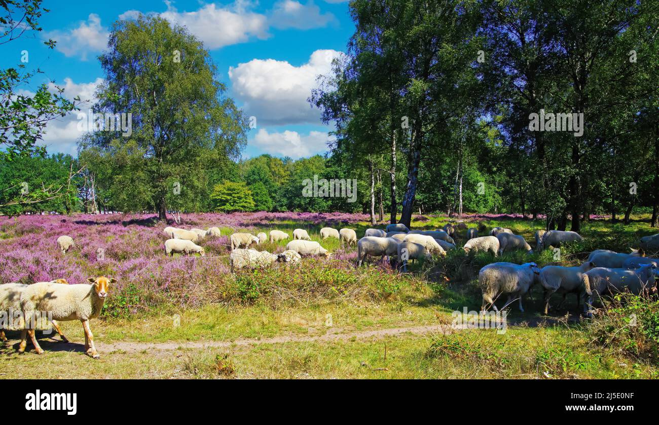 Picturesque view on sheep herd grazing in glade of dutch forest ...