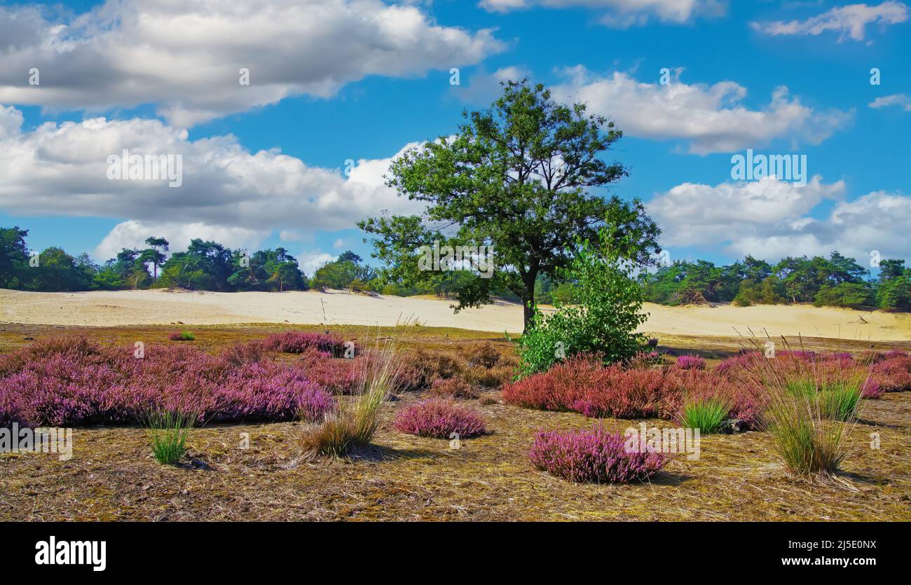 Heather sand hi-res stock photography and images - Alamy