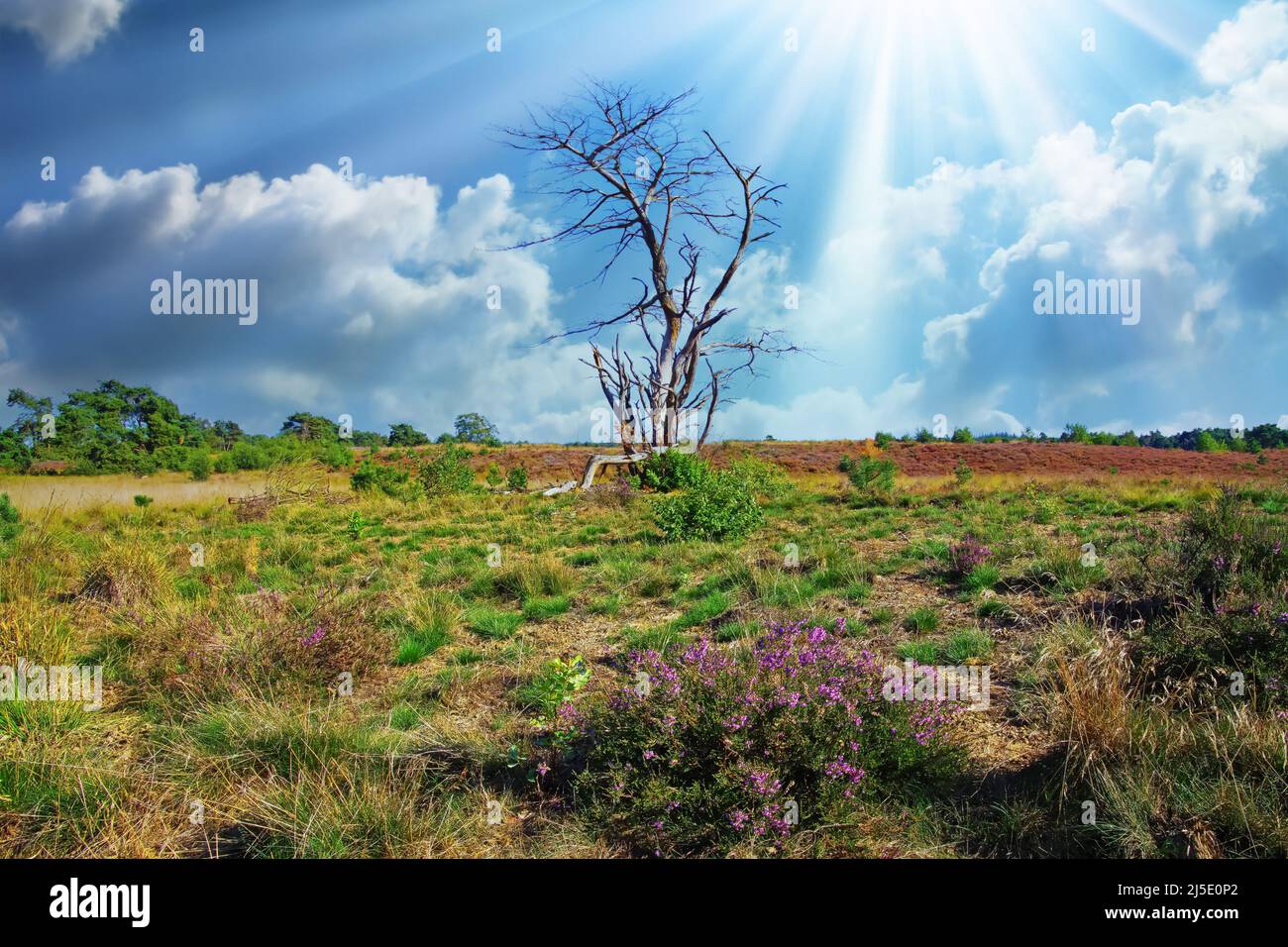 Beautiful dry heath landscape with erica flowers and dead isolated tree ...