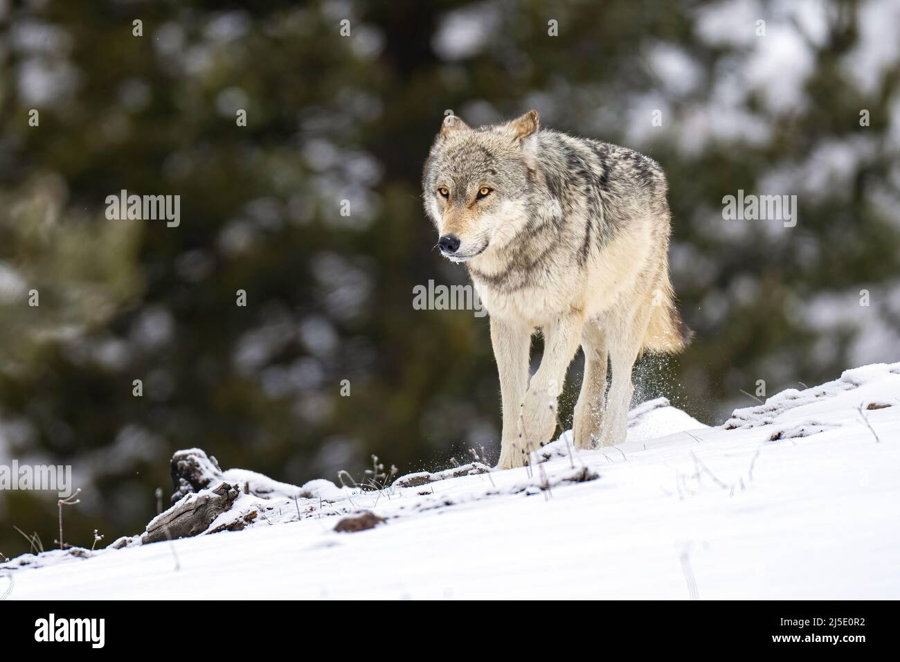 Grey wolf yellowstone hi-res stock photography and images - Alamy