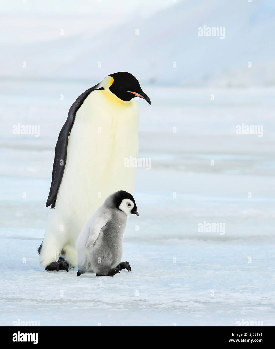 Emperor Penguins with chick Stock Photo - Alamy