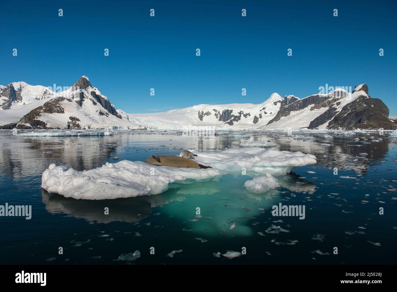 Antarctica channel sea ice water hi-res stock photography and images ...