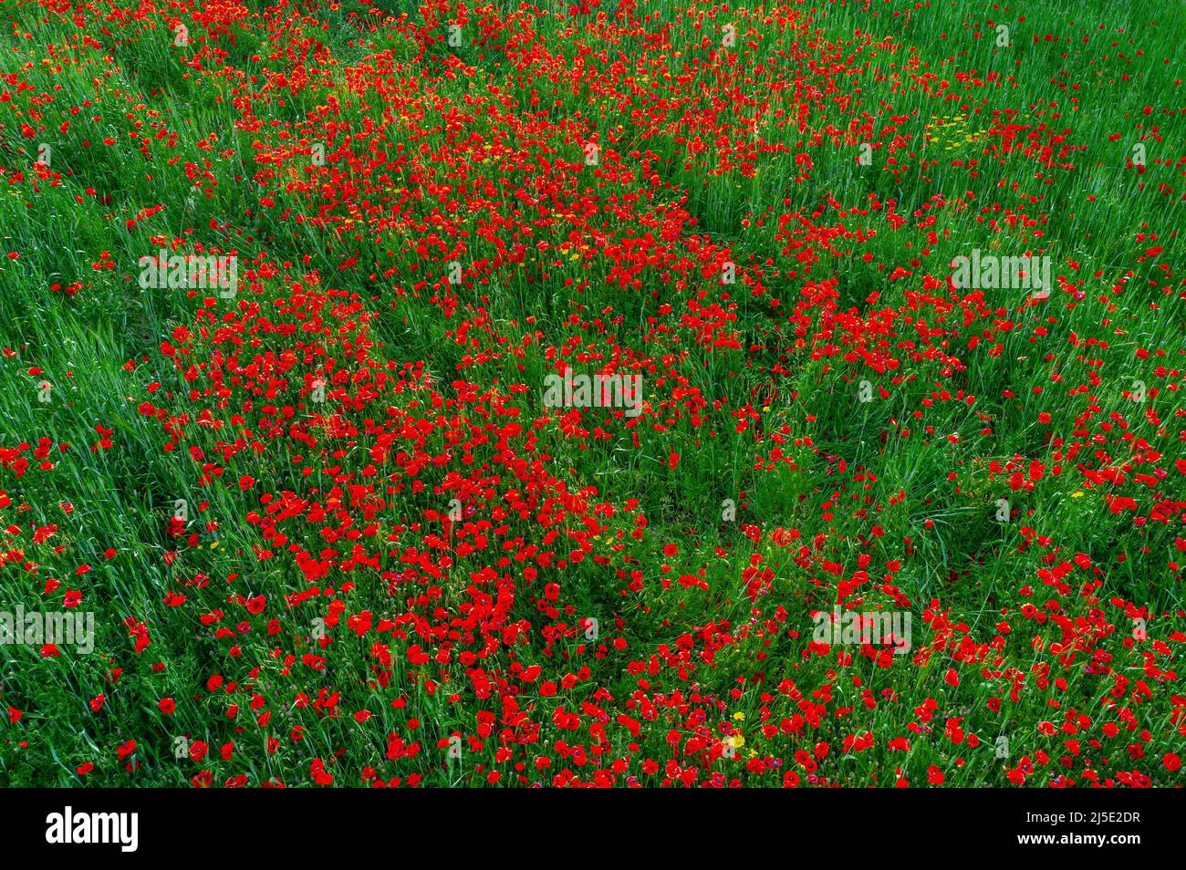 Poppy field top view, grass and flowers abstract nature background ...