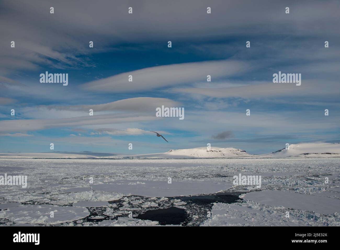 Franz josef land wildlife hi-res stock photography and images - Alamy