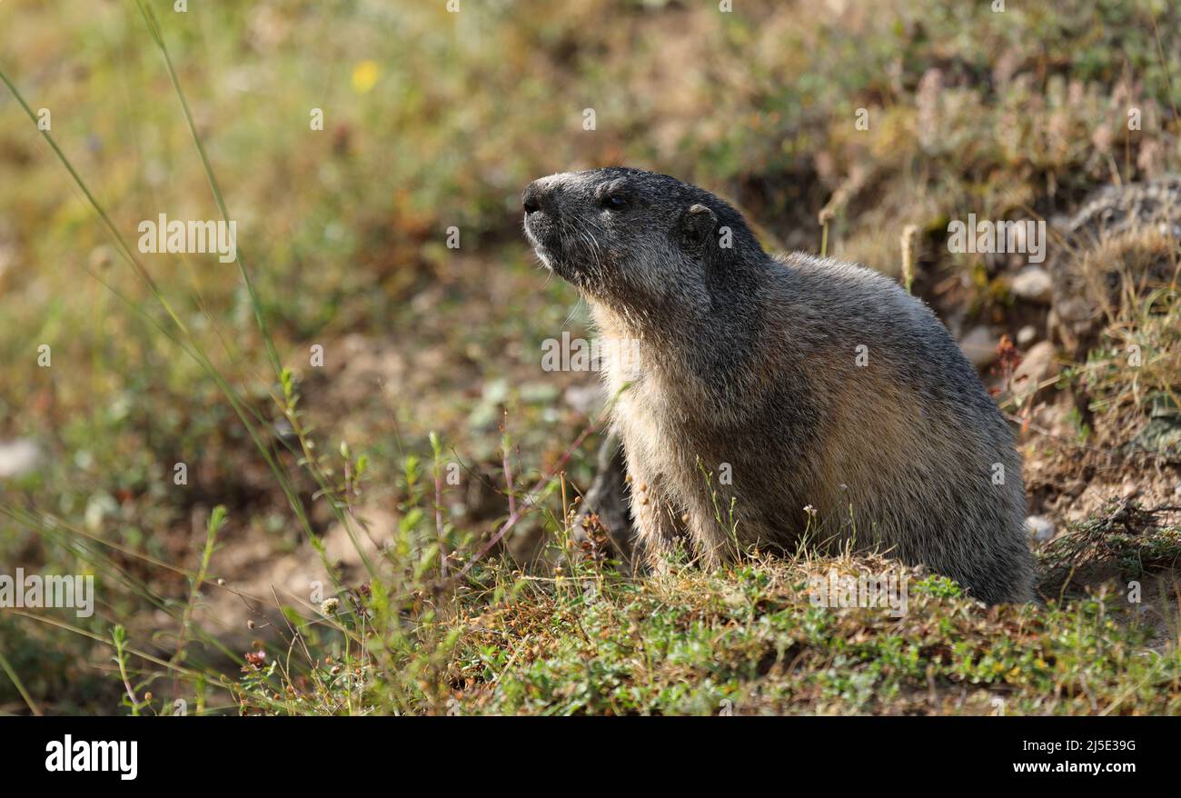 Alpine marmot in the french alps hi-res stock photography and images ...