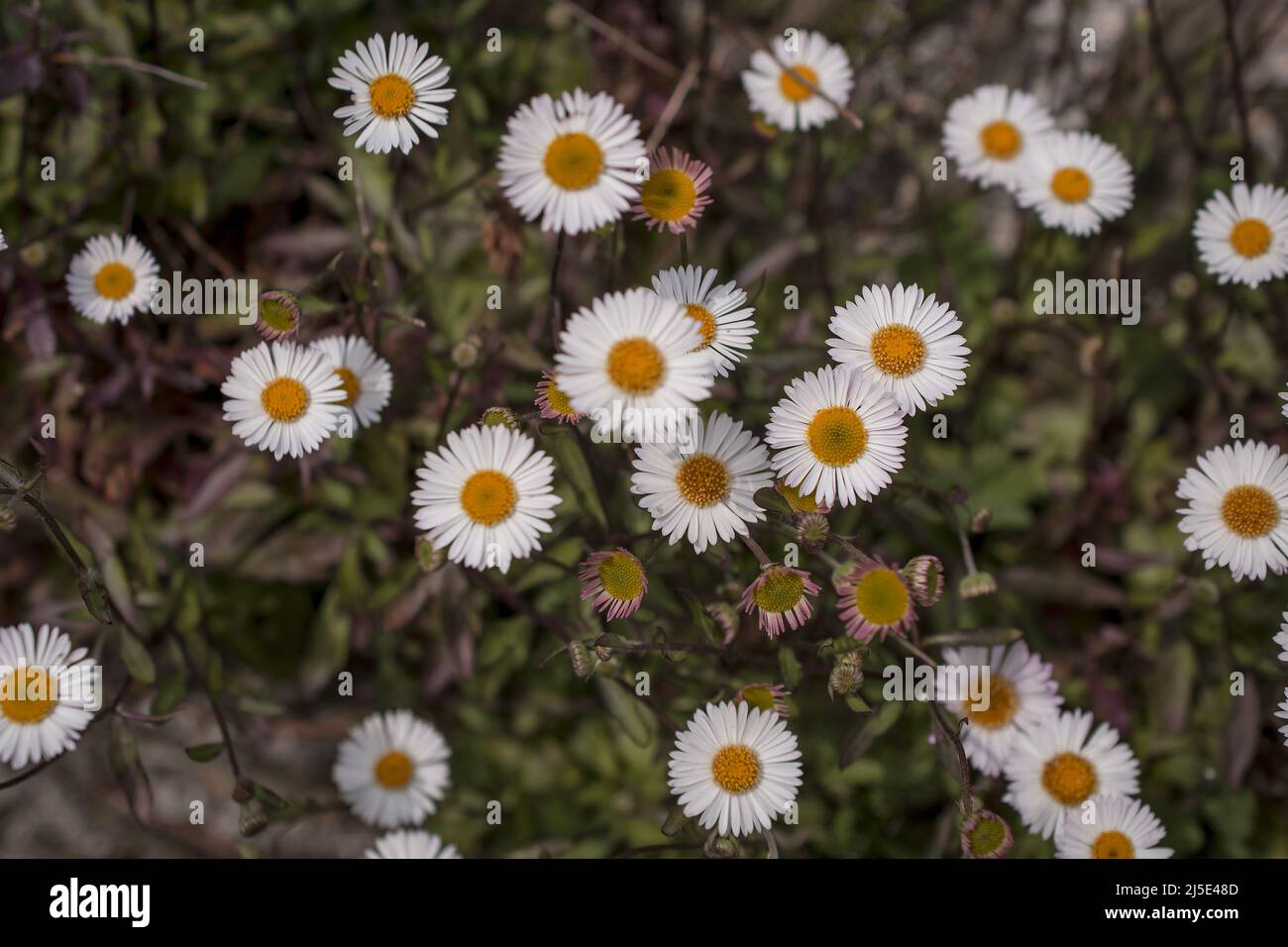 photo of natural spring background Stock Photo - Alamy