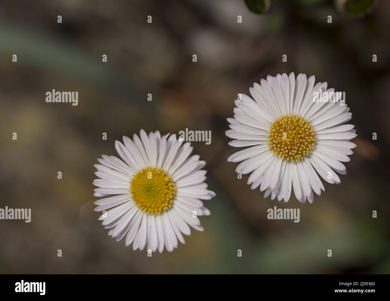 photo of natural spring background Stock Photo - Alamy