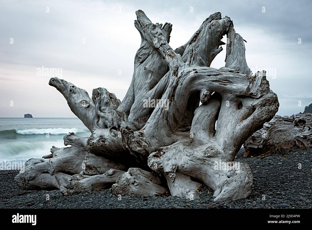 Root ball tree hi-res stock photography and images - Alamy