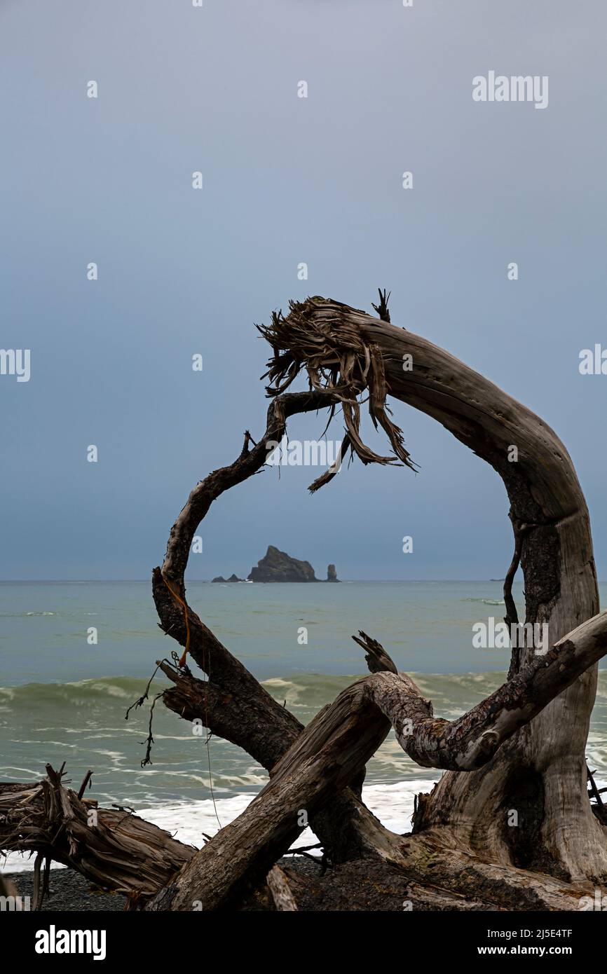 WA21440-00...WASHINGTON - Branches on a driftlog framing an offshore ...