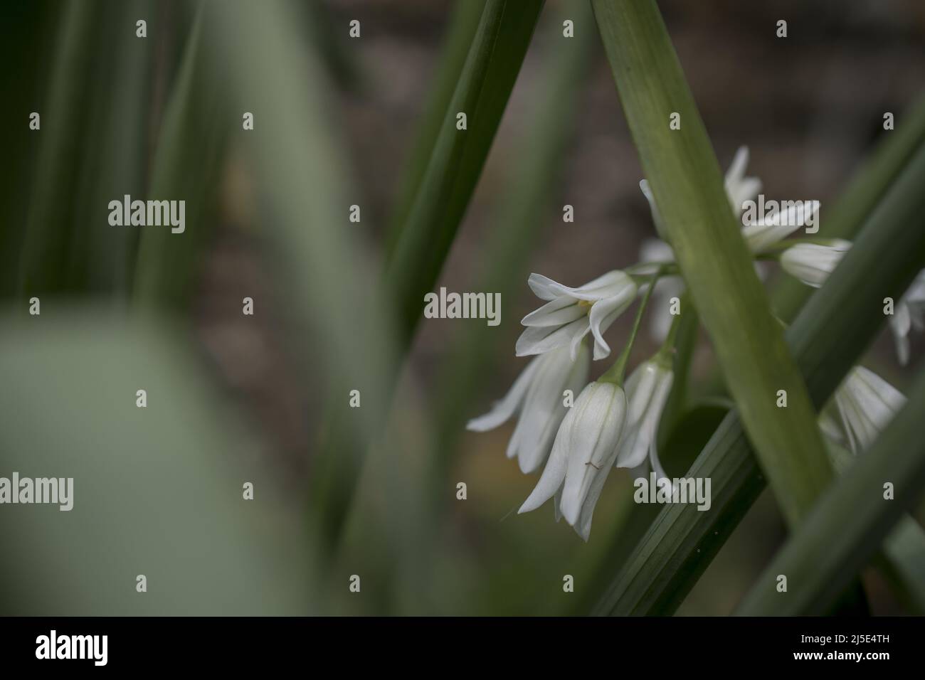 photo of natural spring background Stock Photo - Alamy